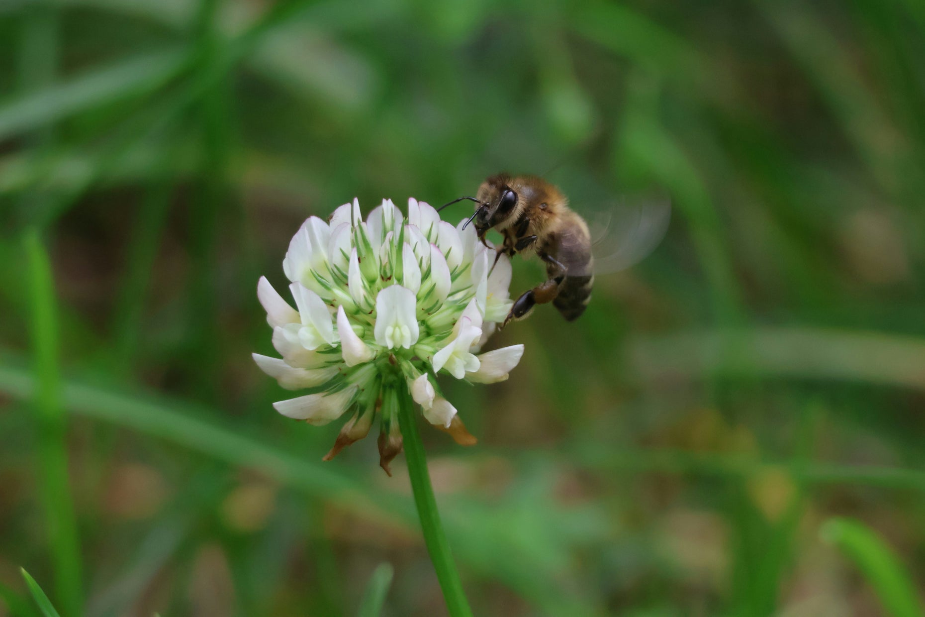 Clover Honey – Biohoney